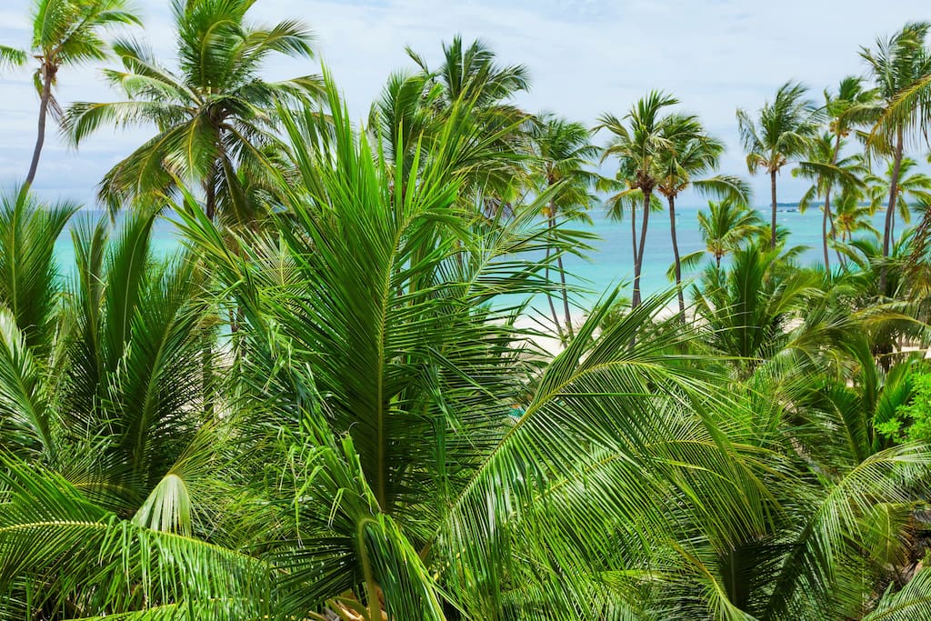 Flor del Mar - Apartment in the Center of Los Corales Beach, Bavaro ...