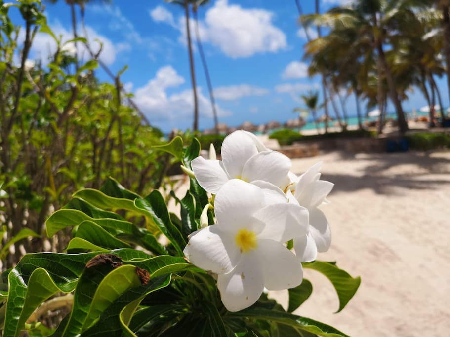 Flor del Mar - Apartment in the Center of Los Corales Beach, Bavaro ...