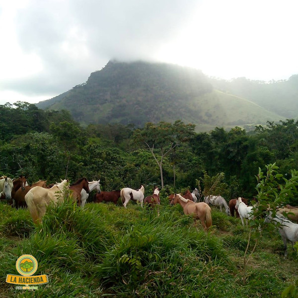 La Hacienda Park - 7-in-1 Adventures Tour in Bávaro, Punta Cana