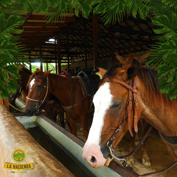 La Hacienda Park - 7-in-1 Adventures Tour in Bávaro, Punta Cana