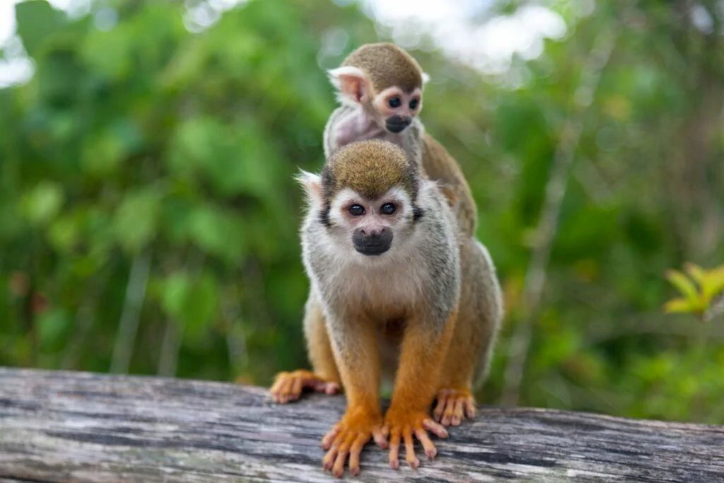 Best Monkey Excursion from Punta Cana: Monkeyland + Longest ZipLine