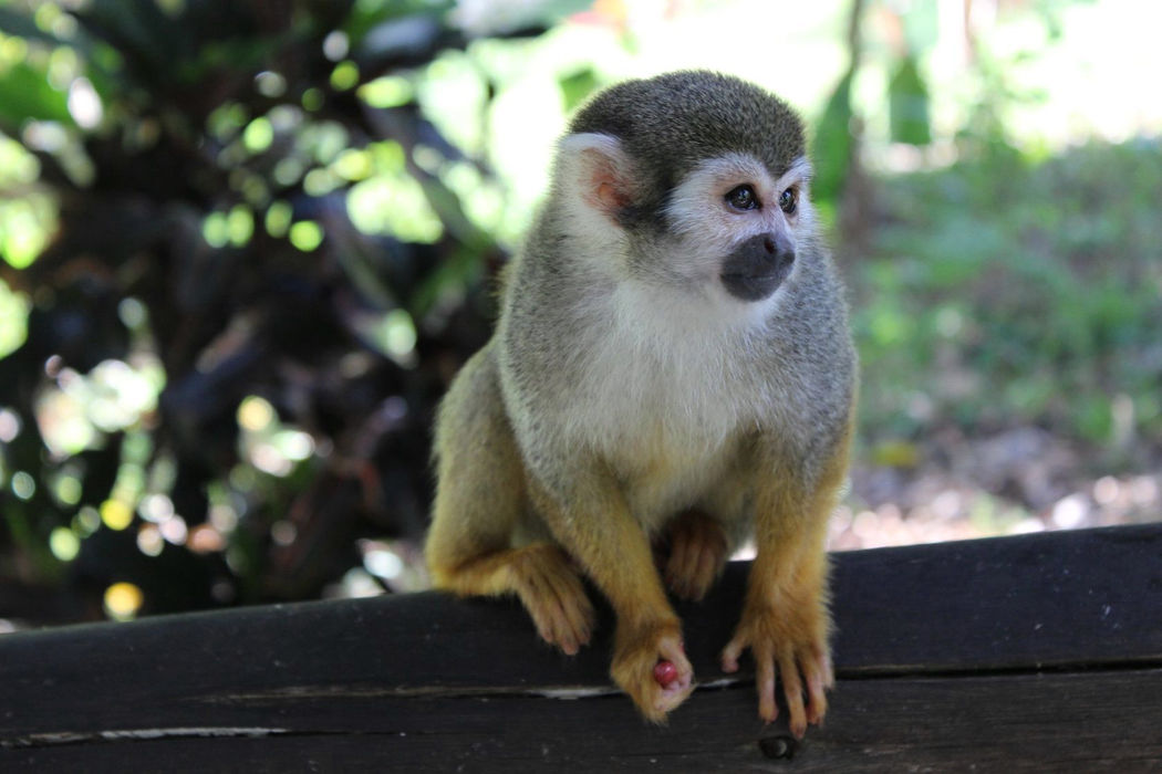 Best Monkeyland Punta Cana Tour 2026 - Botanical Garden & Cacao Plantation
