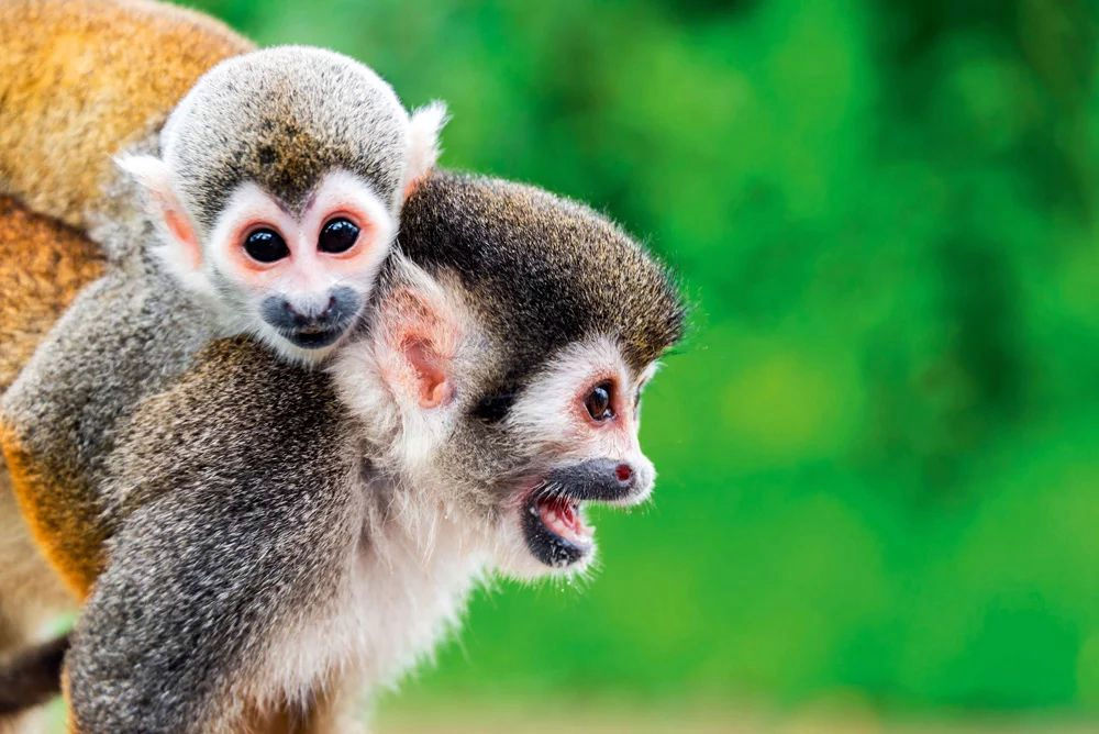 Best Monkeyland Punta Cana Tour 2026 - Botanical Garden & Cacao Plantation