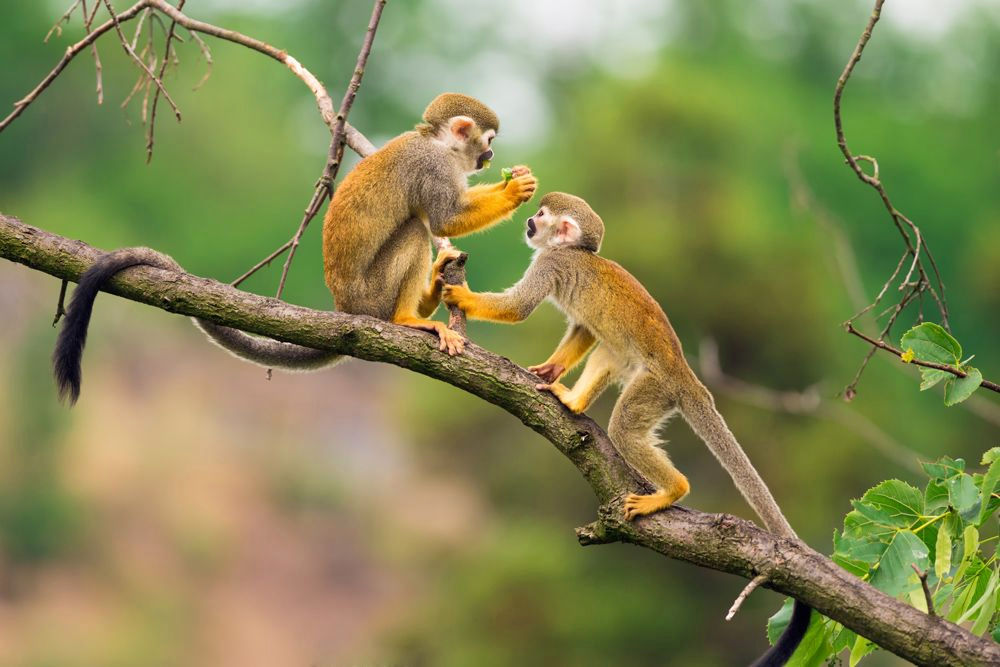 Best Monkeyland Punta Cana Tour 2026 - Botanical Garden & Cacao Plantation