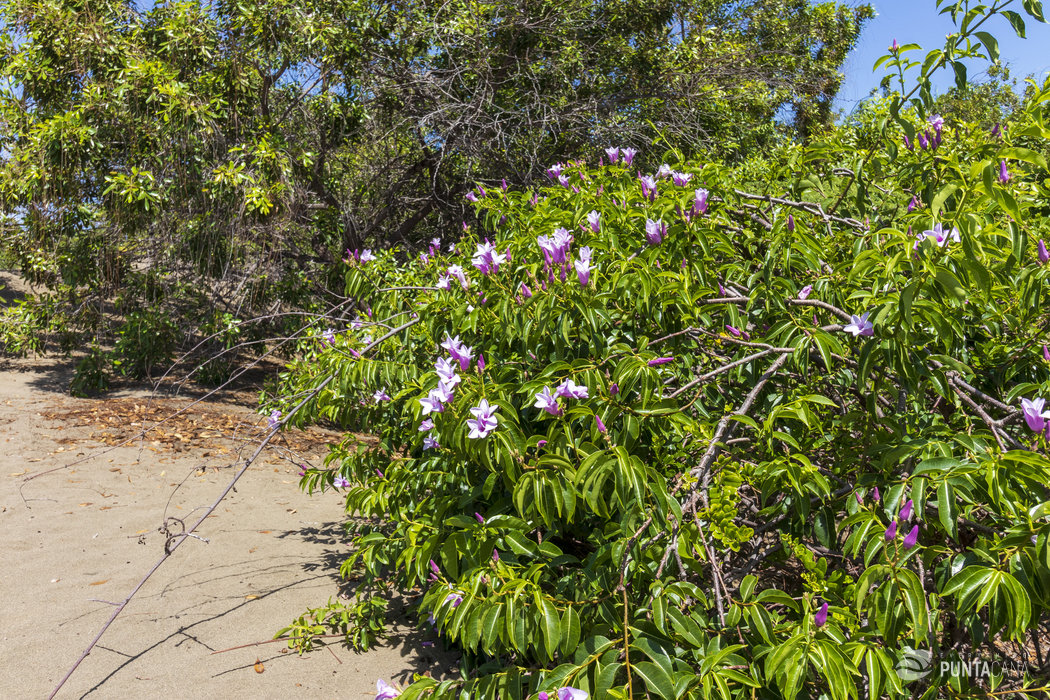 Las Salinas & Dunas de Baní tour - Pink Lakes & Dominican desert