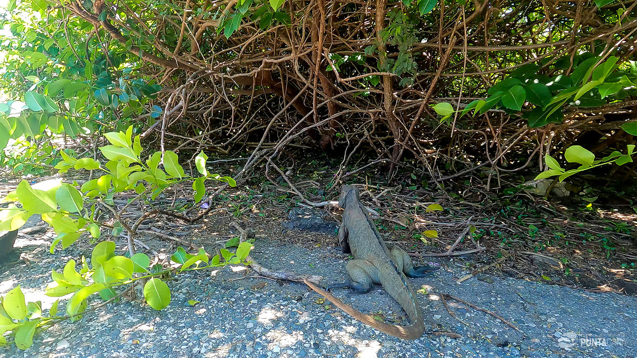 Las Salinas & Dunas de Baní tour - Pink Lakes & Dominican desert