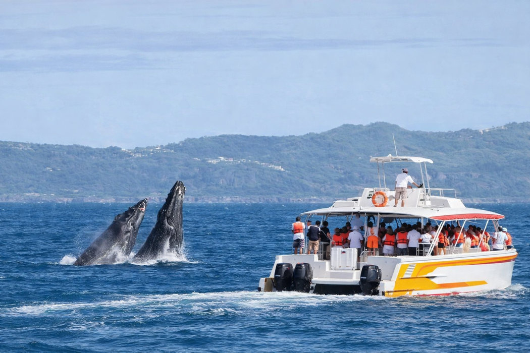 Private Whale Watching Tour from Punta Cana 2026 - Samaná, Cayo ...