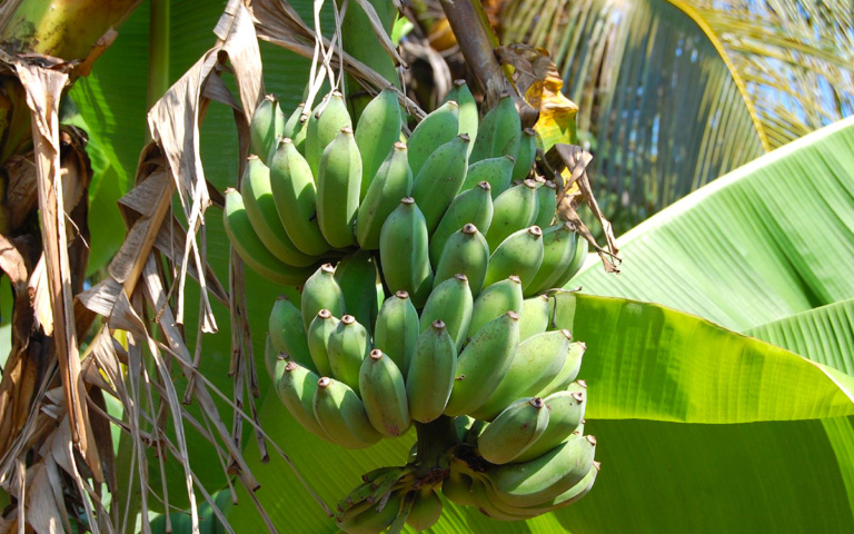 25 Best fruits of the Dominican Republic - Exotic and popular fruits in DR