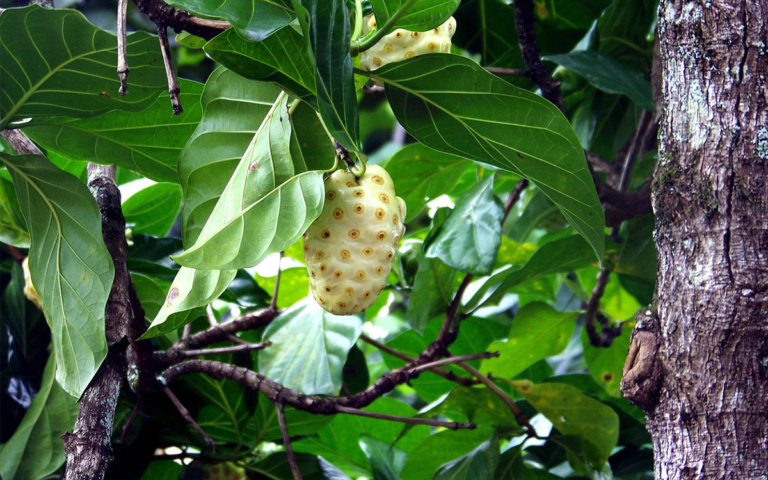 25 Best fruits of the Dominican Republic - Exotic and popular fruits in DR