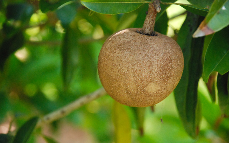 25 Best fruits of the Dominican Republic - Exotic and popular fruits in DR