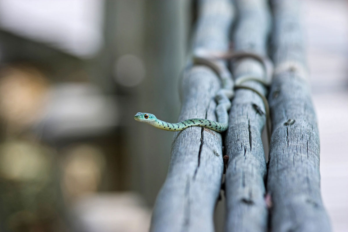 Are there any poisonous snakes in the Dominican Republic in 2026?