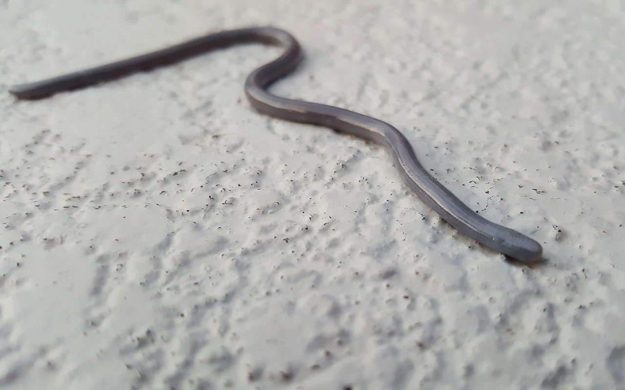 Are there any poisonous snakes in the Dominican Republic in 2026?