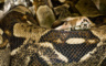 Are there any poisonous snakes in the Dominican Republic in 2025?