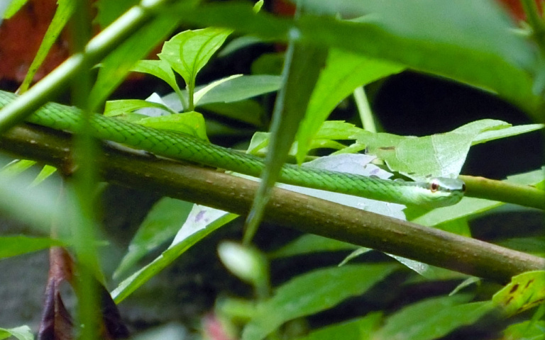 Are there any poisonous snakes in the Dominican Republic in 2026?