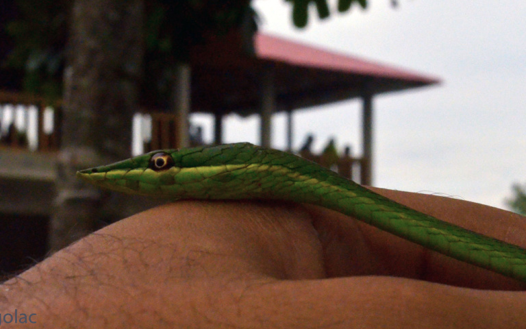 Are there any poisonous snakes in the Dominican Republic in 2026?