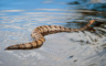 Are there any poisonous snakes in the Dominican Republic in 2026?