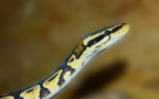 Are there any poisonous snakes in the Dominican Republic in 2026?