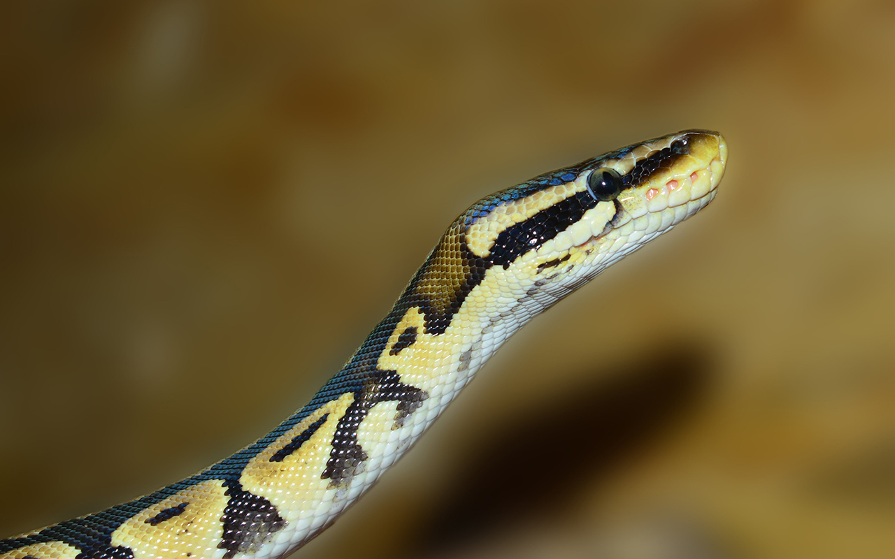 Are there any poisonous snakes in the Dominican Republic in 2026?