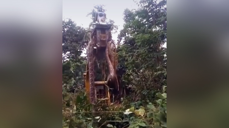 Are there any poisonous snakes in the Dominican Republic in 2025?